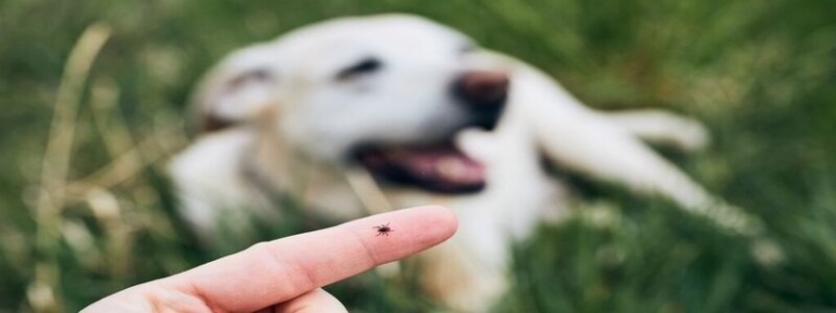 Tick Control - Pest Control Adelaide | Eco Pest Control Adelaide