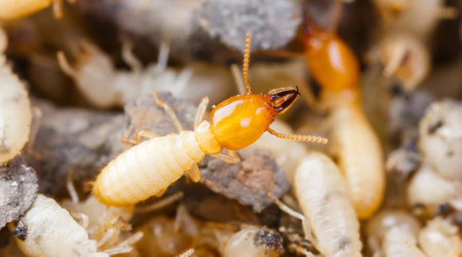 How Much Does Termite Treatment Cost? - Pricing Guide