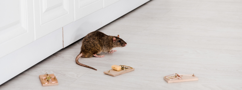 Rodent Control - Pest Control Adelaide | Eco Pest Control Adelaide